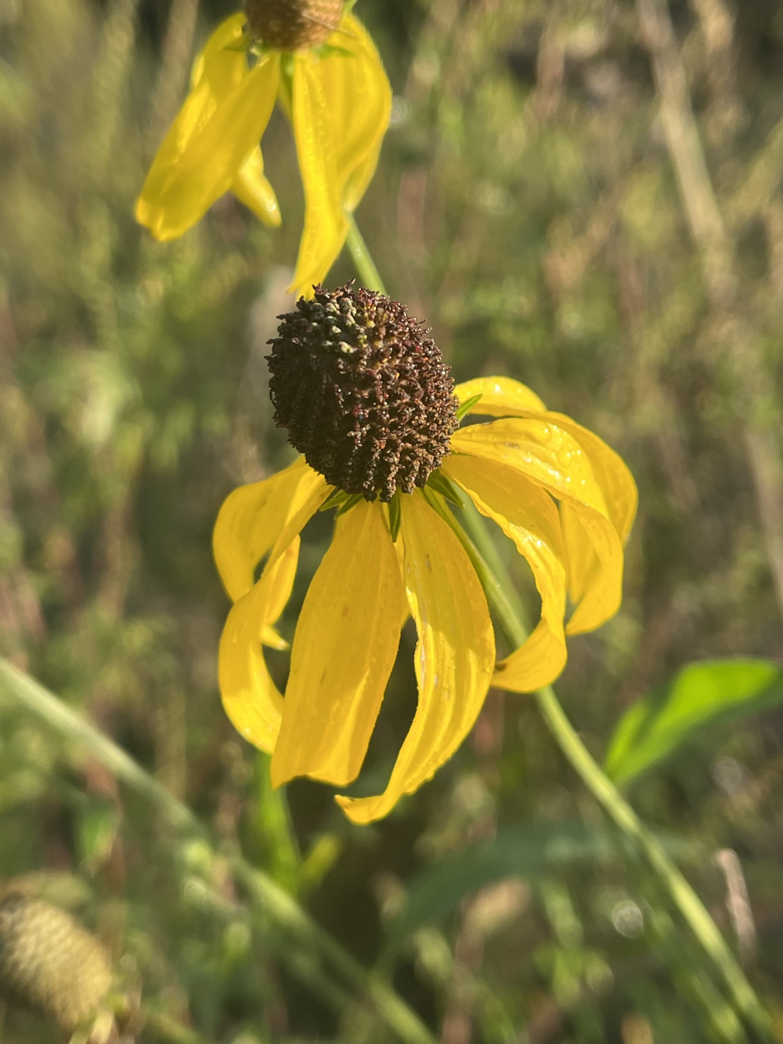 Greyheaded Coneflower - Ozark Native Seeds