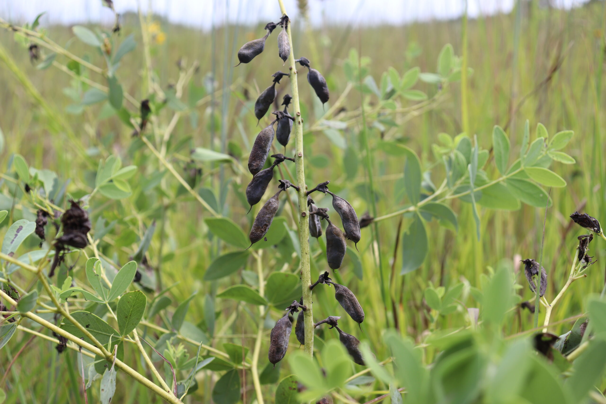 Blue Wild Indigo - Ozark Native Seeds