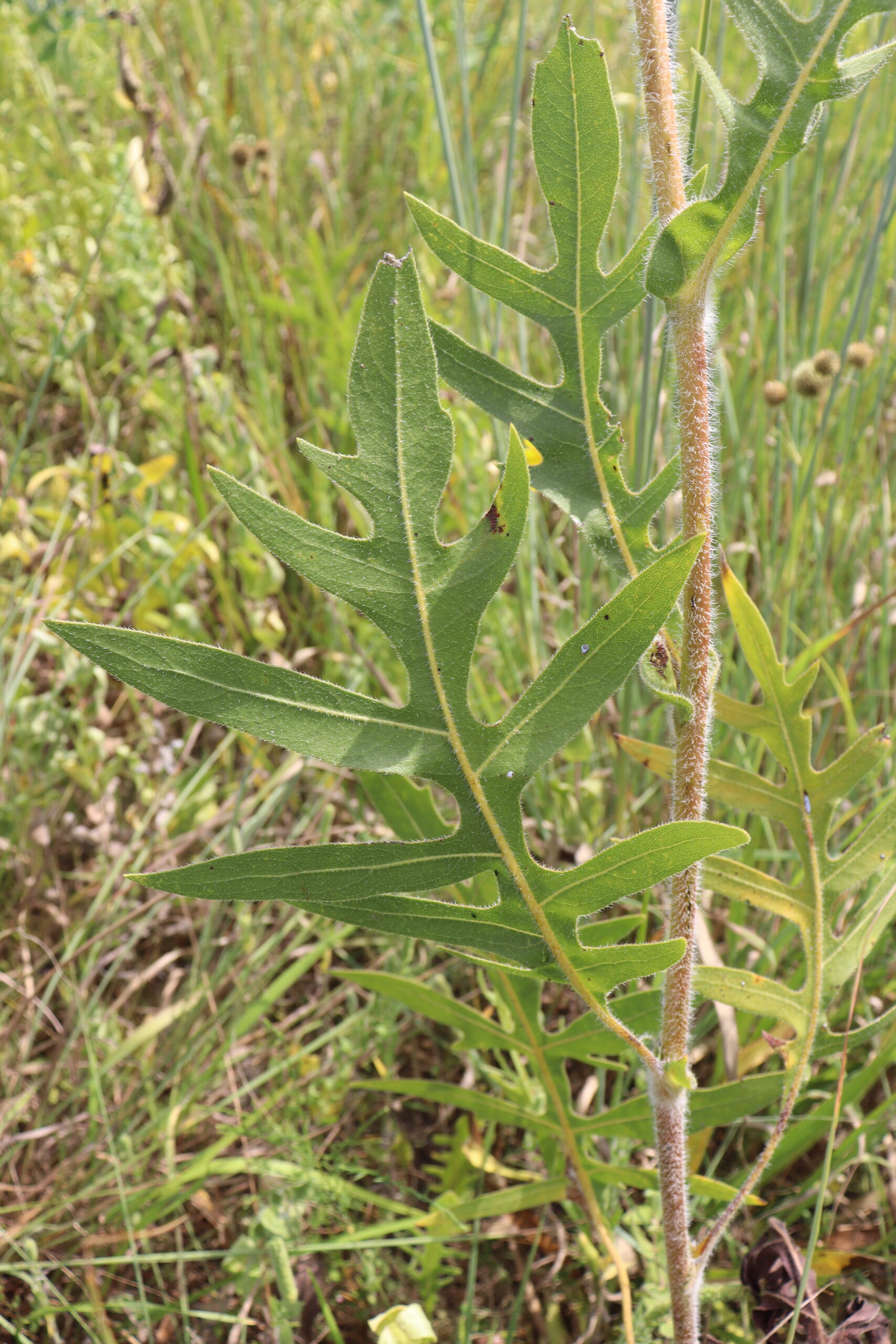 Compass Plant - Ozark Native Seeds